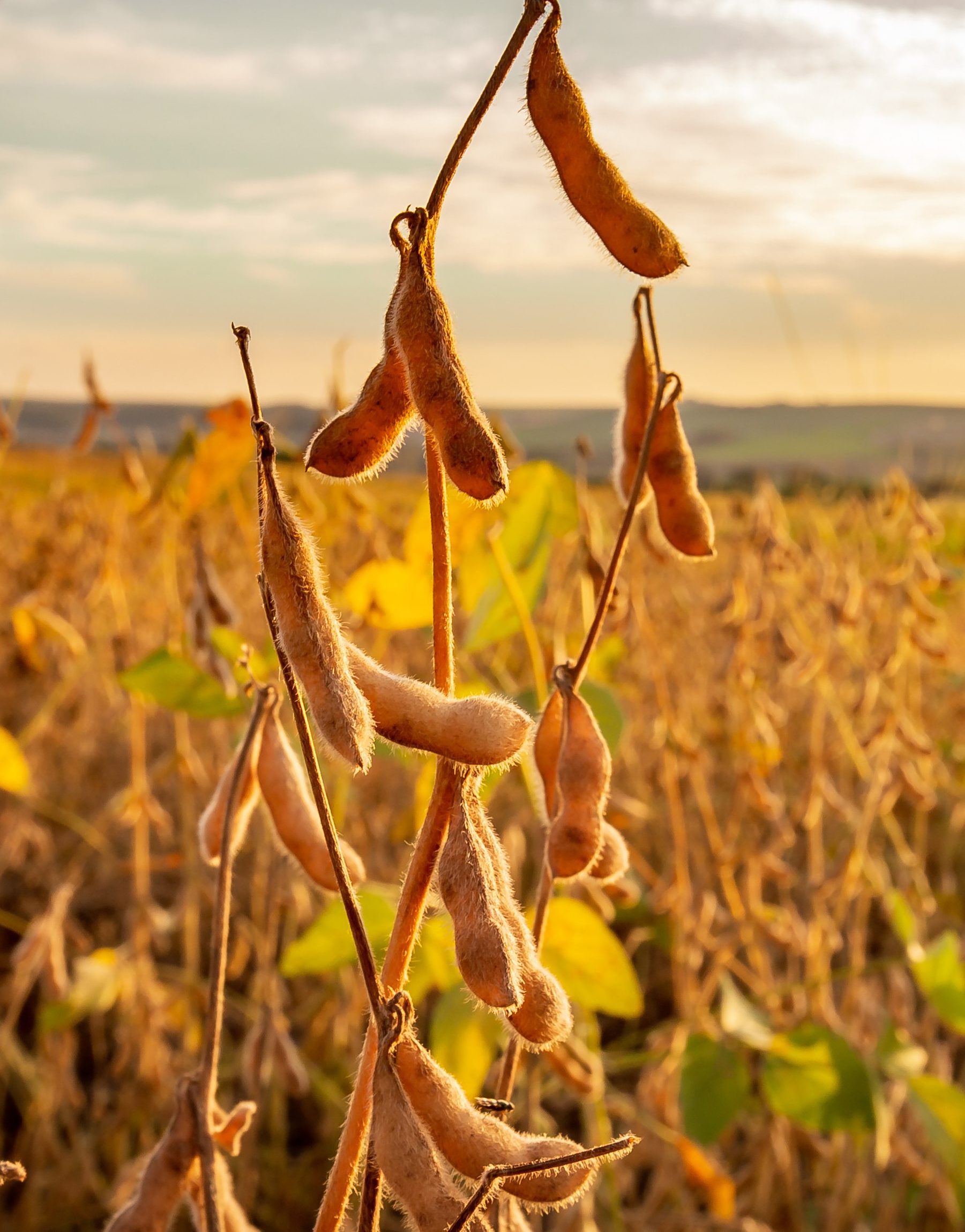 Current grain contracts - CHS Illinois